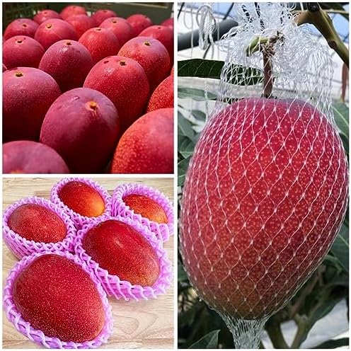 Rukonza Combo 2 World’s Costliest Japanese Miyazaki Mango Plant ...