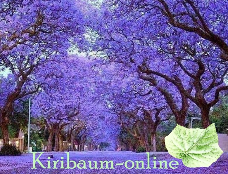 Kiri Baum Standort