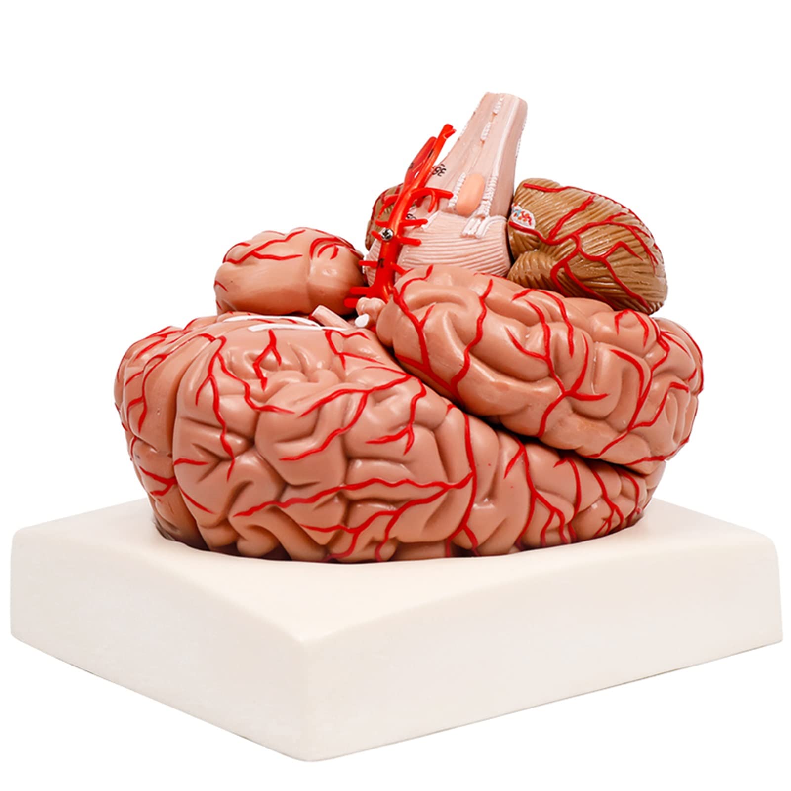 Buy Human Brain with Arteries, 9 Part Brain with Arteries Model, Human ...