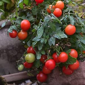Amazon.com : 20 Red Dwarf Tomato Seeds Red Cherry Fruit Tomato Seeds ...