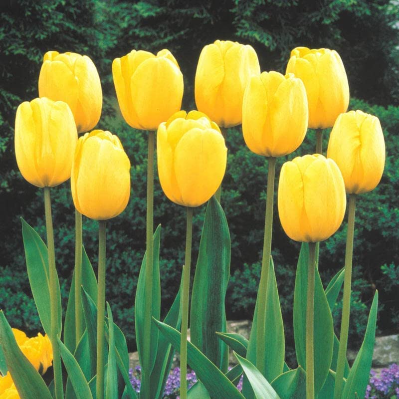 Amazon.com : Yellow Tulip Bulb for Planting - Ships from Iowa, USA ...
