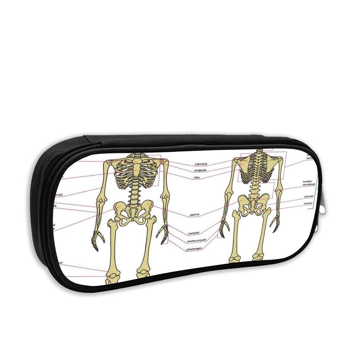 Buy Fashion School Pencil Case,Human Skeleton Didactic Board Anatomy ...