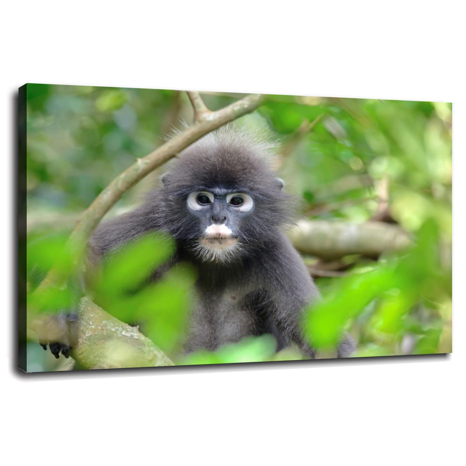 Cute Spider Monkeys