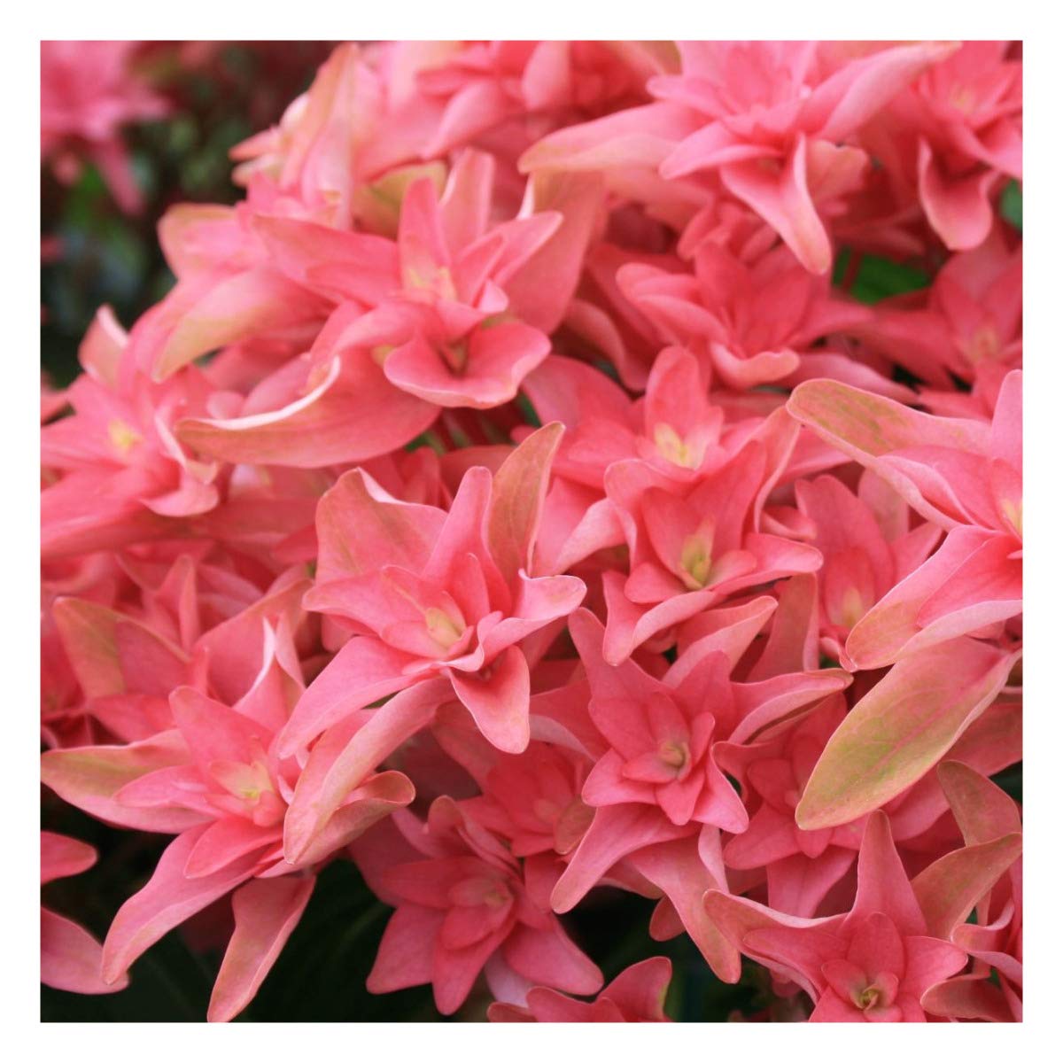 Hydrangea Macrophylla Princess Diana Hydrangea Princess Diana Plant In ...