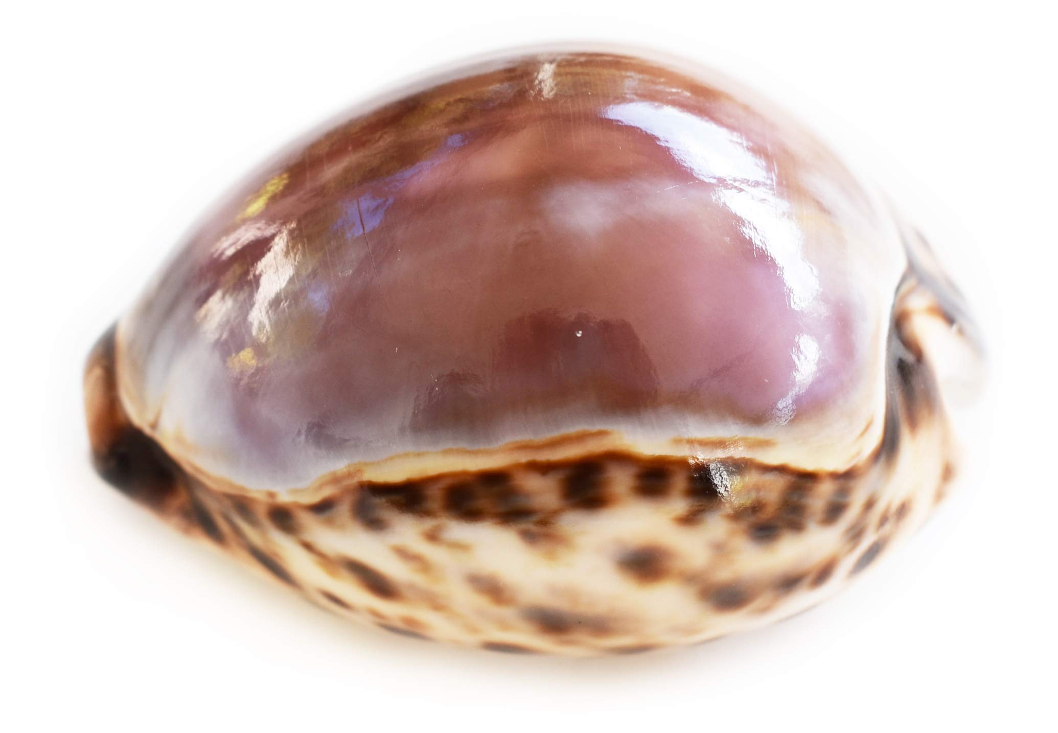 Amazon.com: Large Purple Top Tiger Cowrie Shells Seashell 3" Beach ...