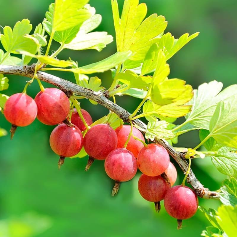 Amazon.com : Gooseberry Tree Plant Live, Gooseberry Bush Live Plant ...