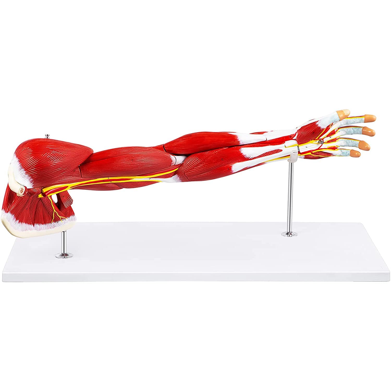 Muscoli Del Braccio Umano Anatomia