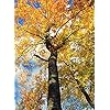 Amazon.com : Sugar Maple | Small Tree Seedling | The Jonsteen Company ...