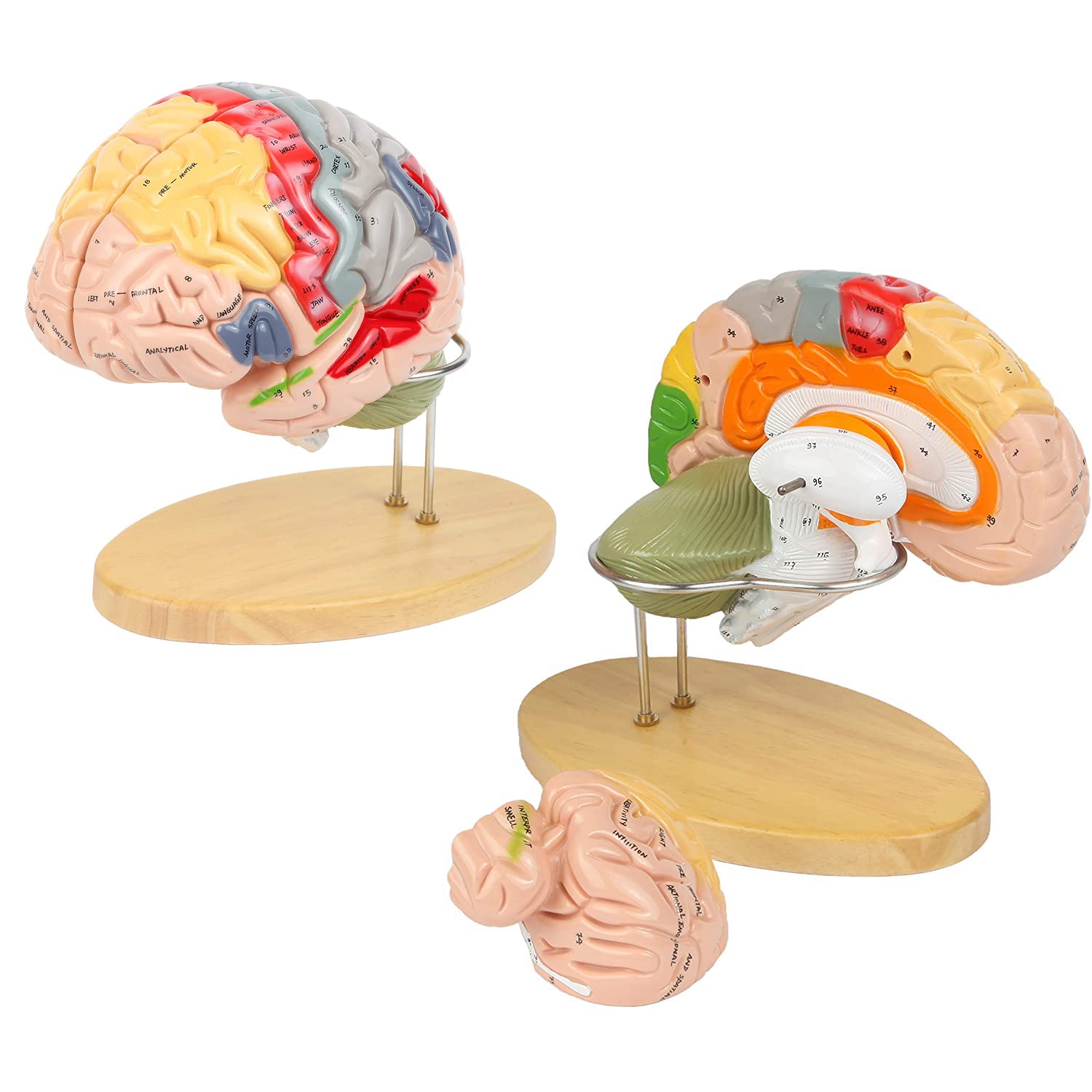 Cerebro Humano Real Etiquetado