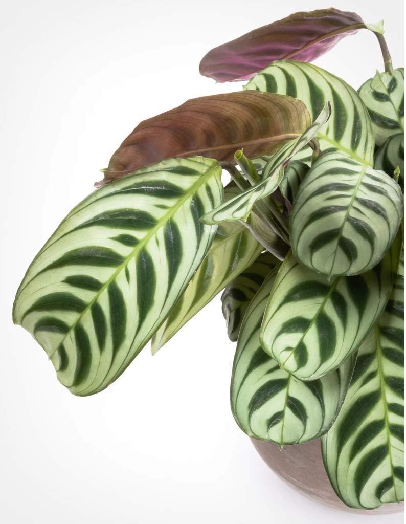 The Four Seasons Ctenanthe Burle Marxii | Calathea Fish Bone Prayer ...