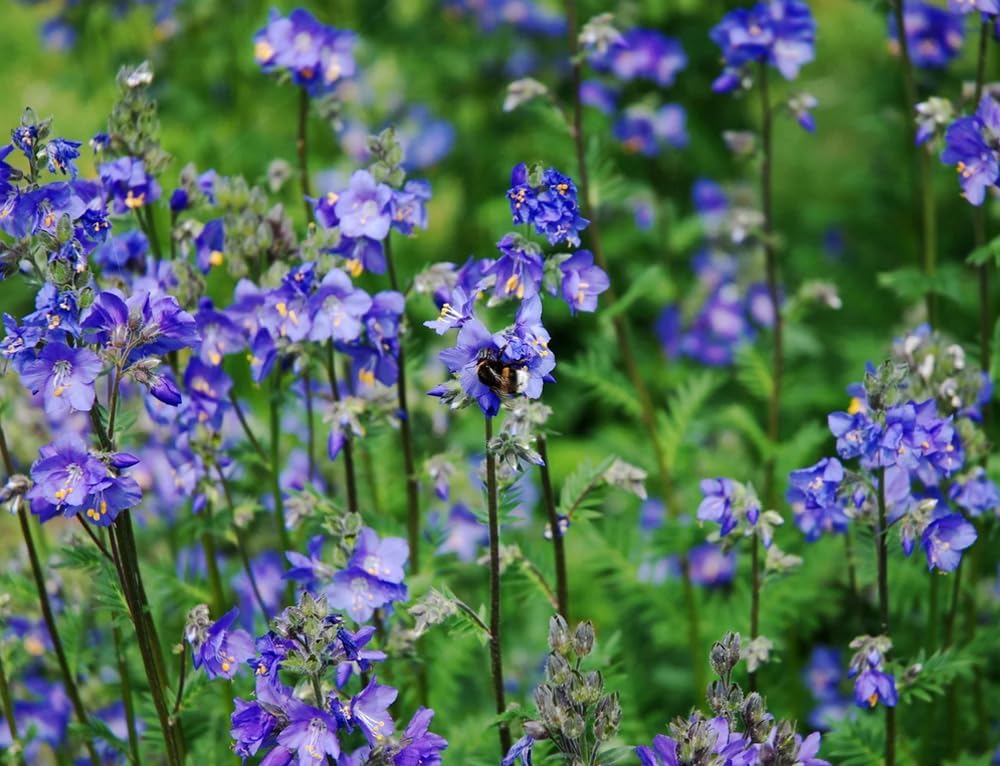 Amazon.com : 50+ Blue Jacobs Ladder Flower Seeds Resist Shade Perennial ...