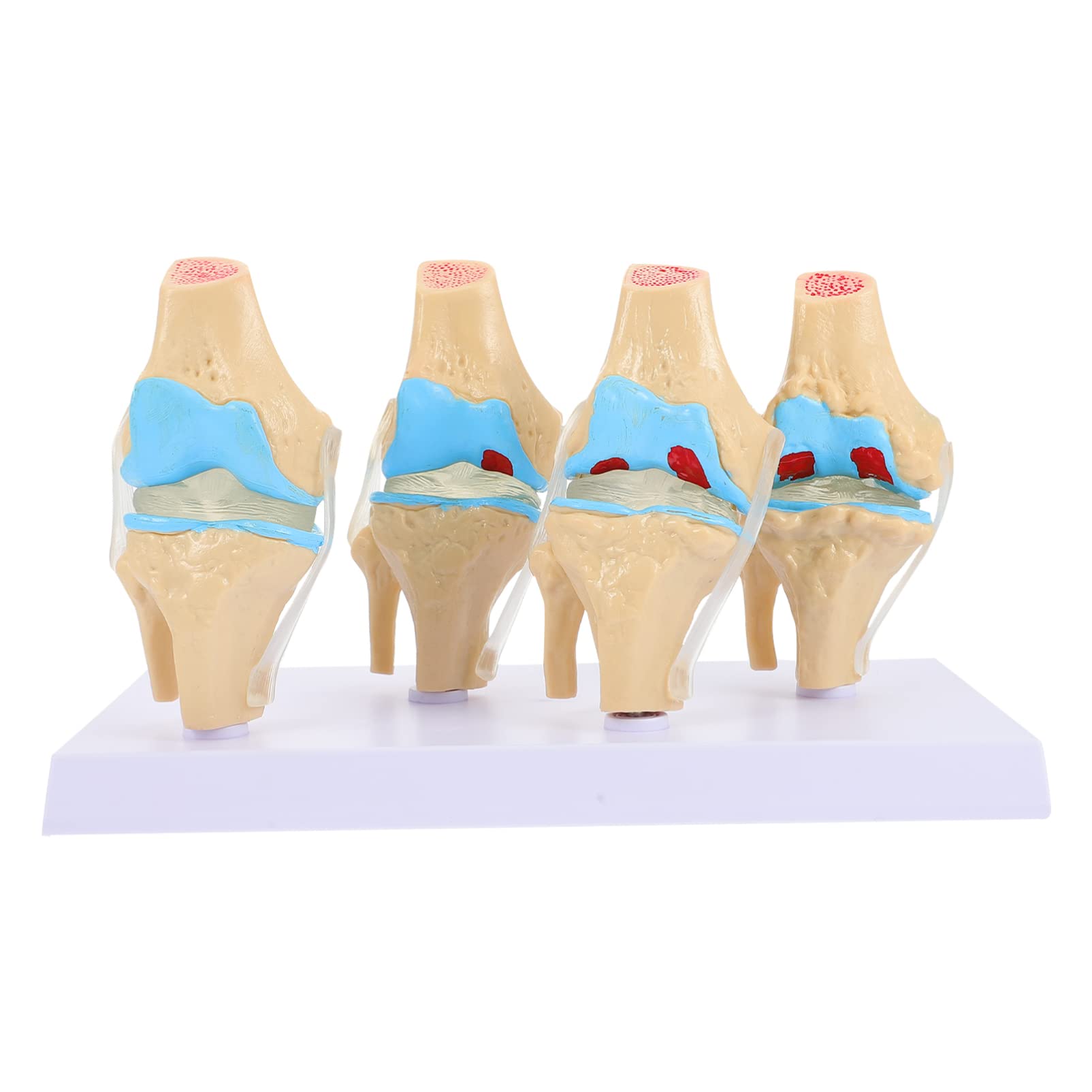 Human Joints Model Life Size Human 1:1 Flexible Knee Joint Simulation ...