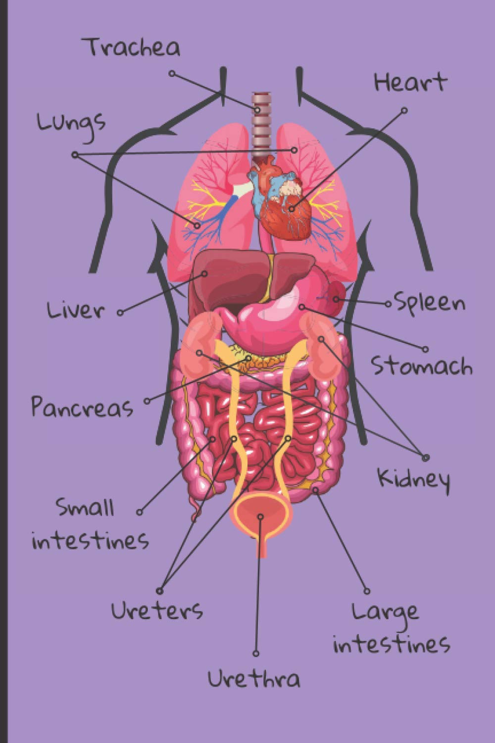 Biology Pictures Of Human Body
