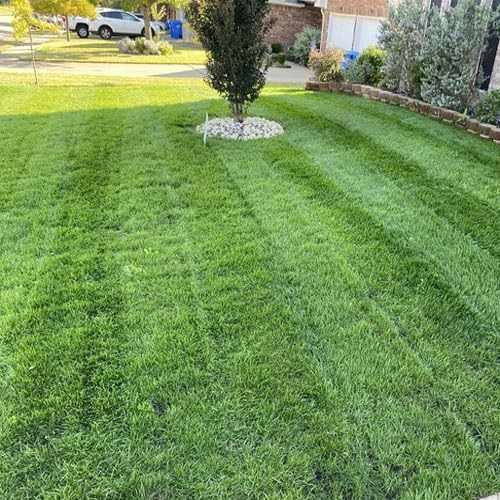 Outsidepride SPF-30 – Semilla híbrida de césped Bluegrass tolerante al ...