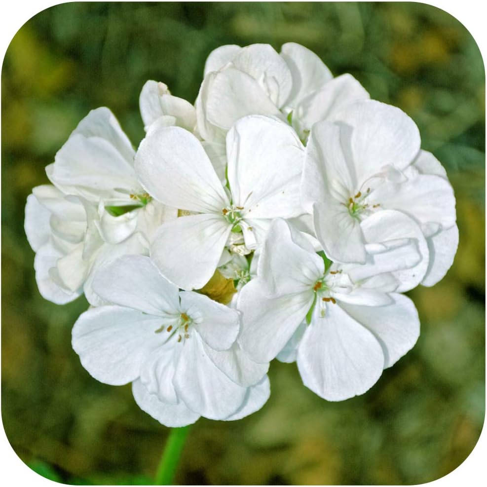 Geranium F1 Horizon Deep Salmon Pelargonium Large Plug Plants x 6 ...