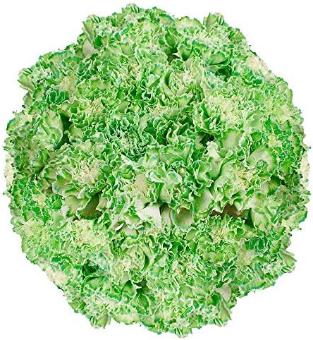 Amazon.com : GlobalRose 100 Green Carnations- Fresh Flowers Delivery ...