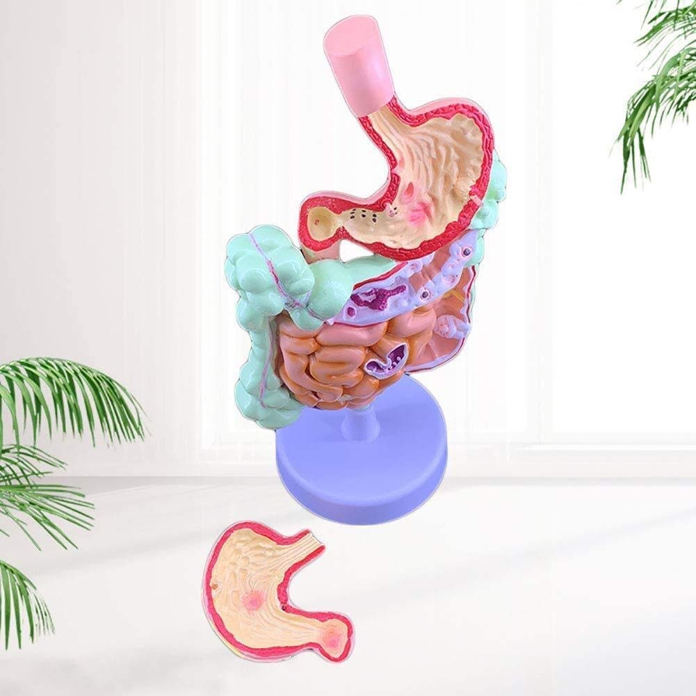 Buy Torso educational/human digestive system model largest Czech ...