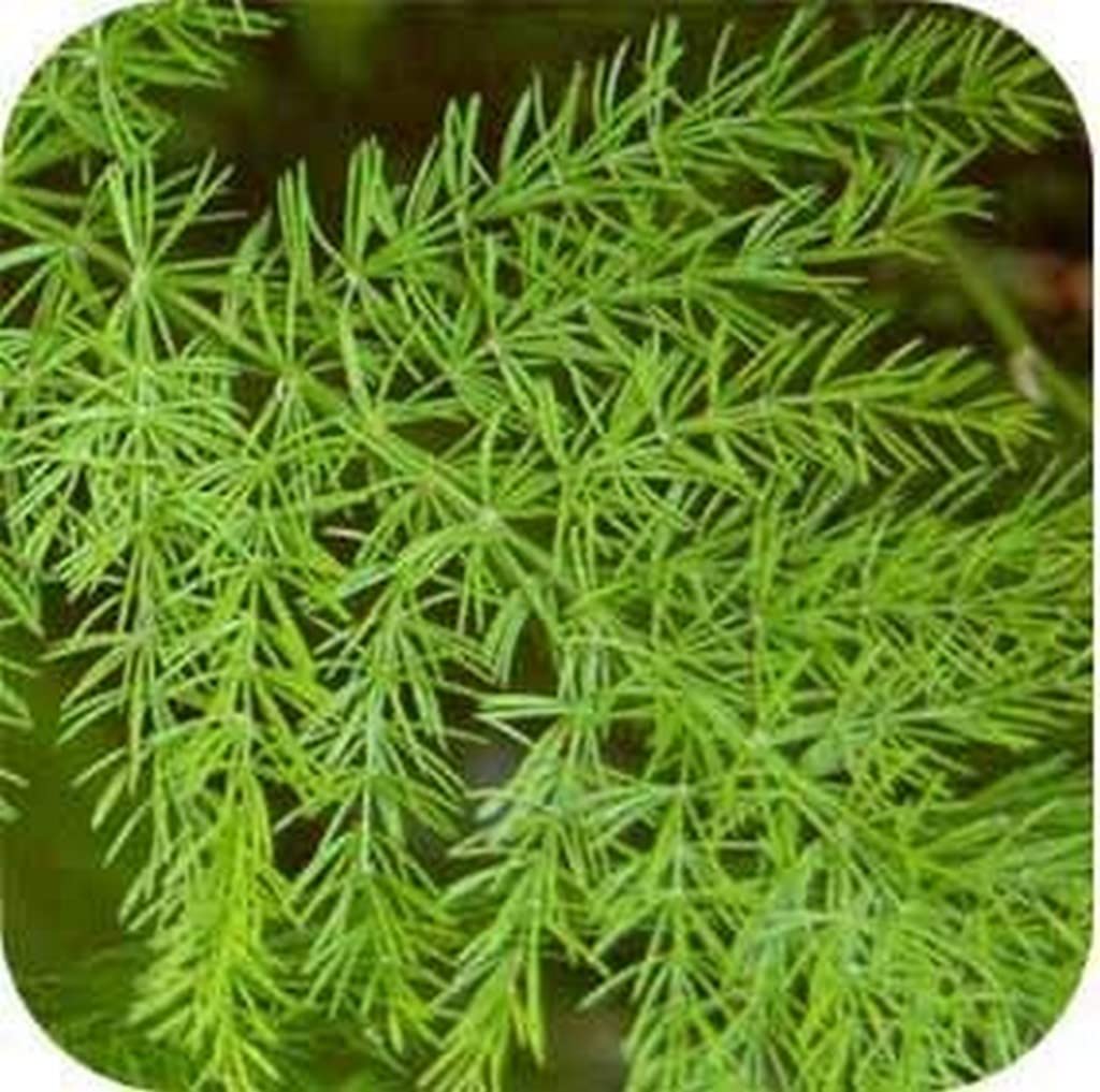 Buy OhhSome Shatavari, Asparagus Racemosus Sapling Plant Herbal Plants ...