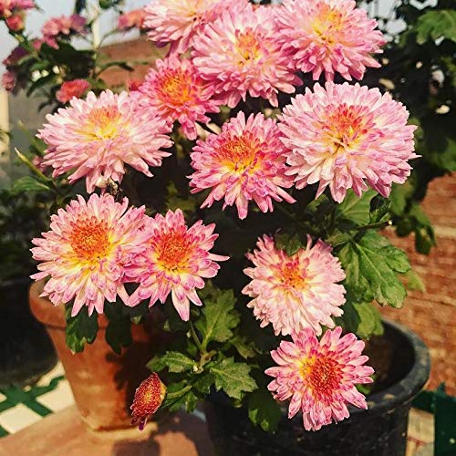 Greencuration Guldavari Flower Plant : Amazon.in: Garden & Outdoors