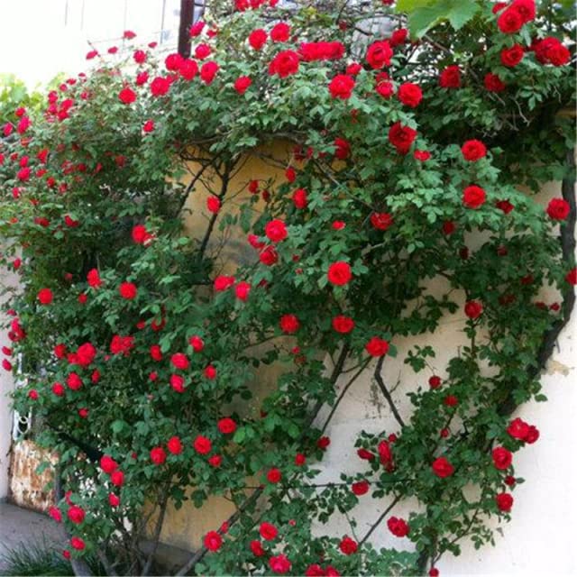 Nursery Live Rare Rose " Red Climber " Exotic 20 Seeds for Growing ...