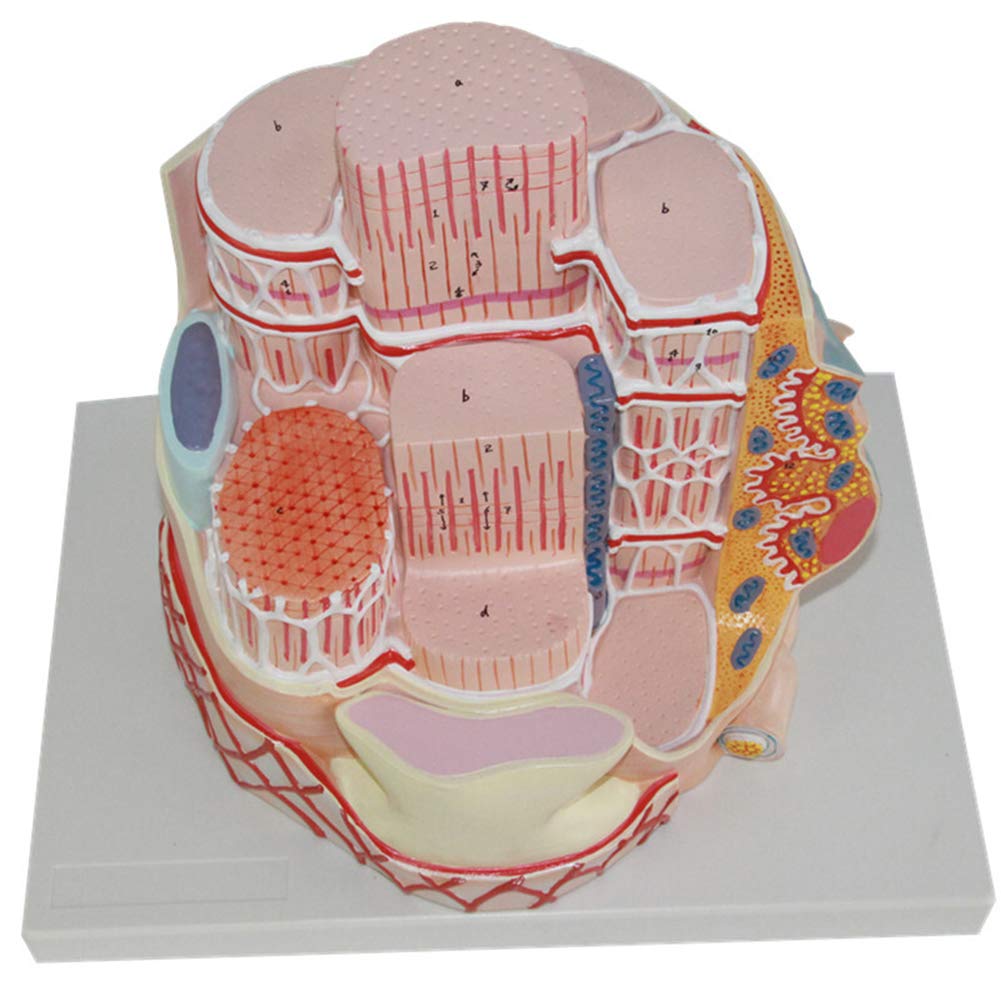 Buy XLNB Human Skeletal Muscle Fiber Model, Micro Anatomical Model ...