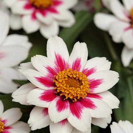 Amazon.com : Outsidepride 50 Seeds Annual Zinnia Zahara Rose Starlight ...