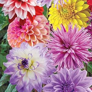Amazon.com : BRECK'S - Summer to Frost Dahlia Mixture Summer Flowering ...