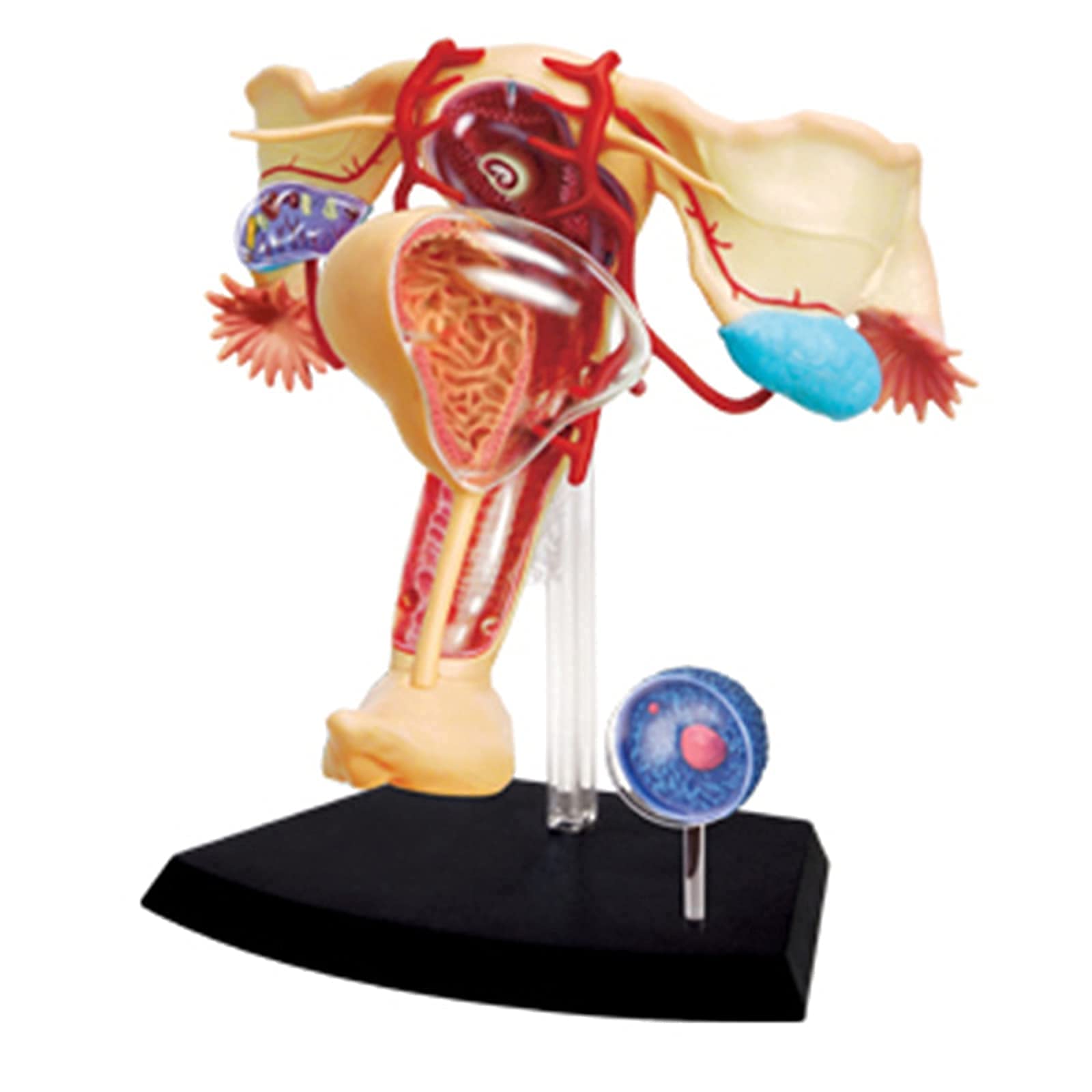 Buy Female Reproductive System Organ Model Educational Dolls 1: 1 ...