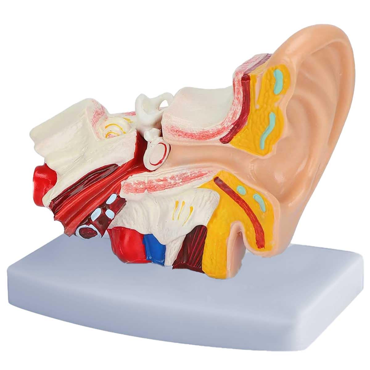 Les-Theresa Ear Model 1.5:1 Magnified Scientific Professional ...