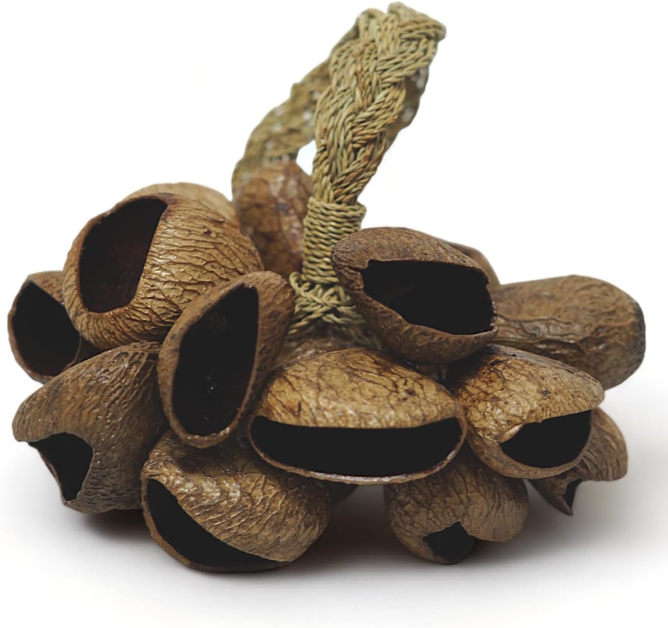 Amazon.com: GMP Pangi Seed Shell Shaker/Nutshell Percussion Sound ...