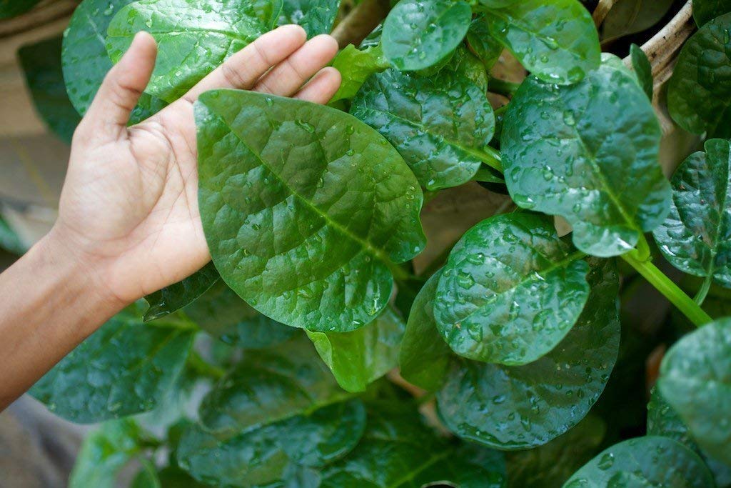 Fresh Organoc Agrotech High Yield Basella alba, Green Malabar Spinach ...