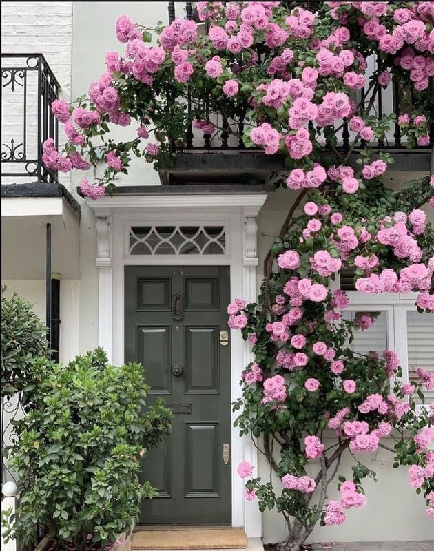 MSK EVER GREEN Pink Rose Vine Live चढ़ाई गुलाब Climbing English Veriety ...