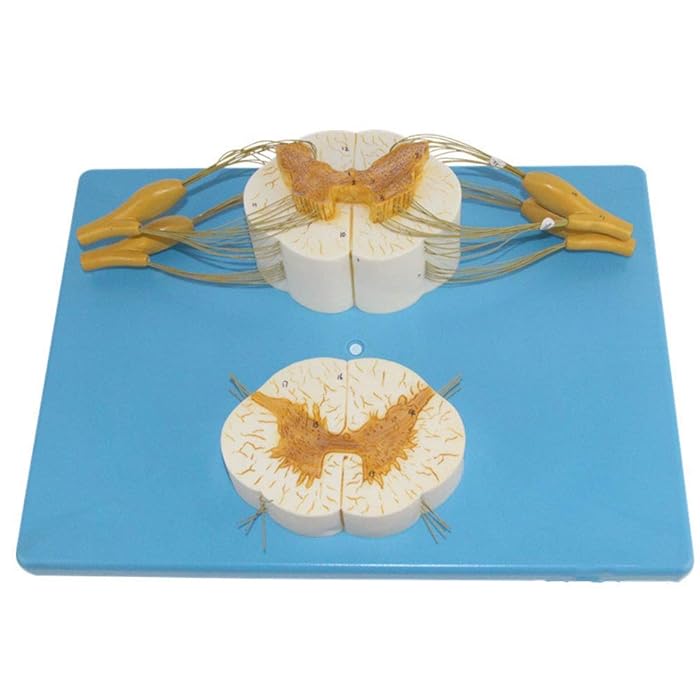Buy Enlarged Model of The Human Spine and Spinal Nerve Branches,Three ...