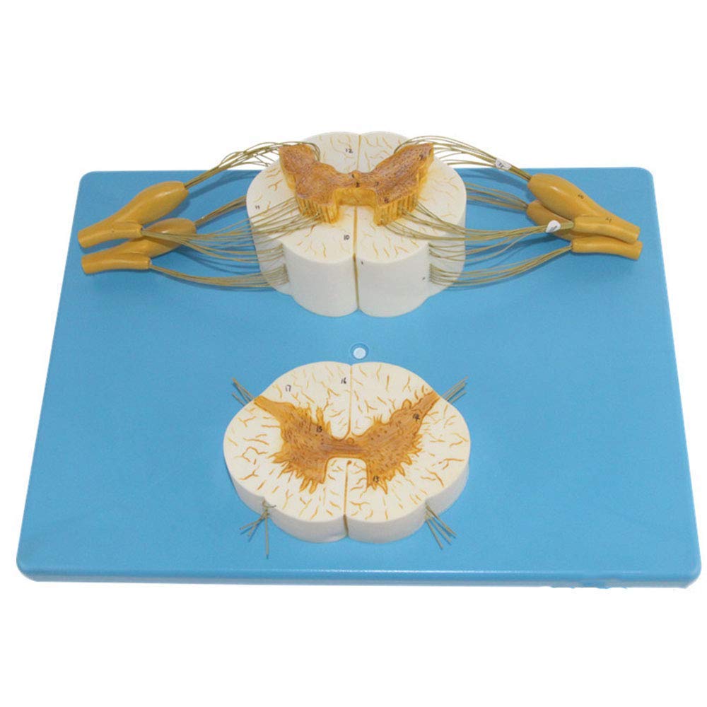 Buy Enlarged Model Of The Human Spine And Spinal Nerve Branches Three buy-enlarged-model-of-the-human-spine-and-spinal-nerve-branches-three