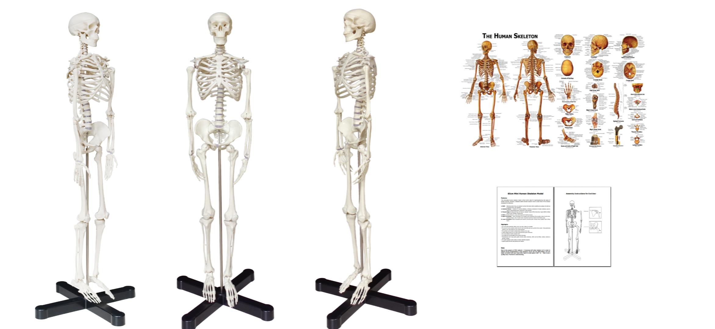 Life Size Human Skeleton Model Buddy The Budget Skeleton - Life Size ...