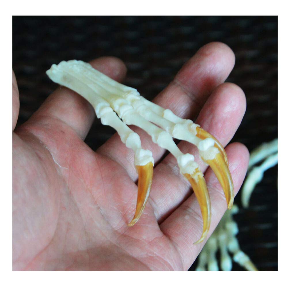 Snapklik.com : 1Pcs Fox Feet Articulated Bones Claws Paws Taxidermy