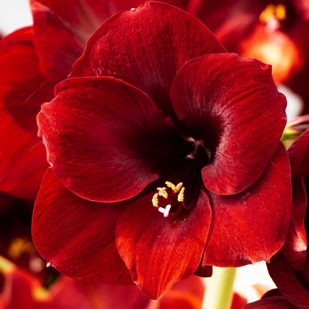 Buy IB Prosperity Amaryllis Dutch - Hippeastrum 'Carmen',1 Jumbo Bulbs ...