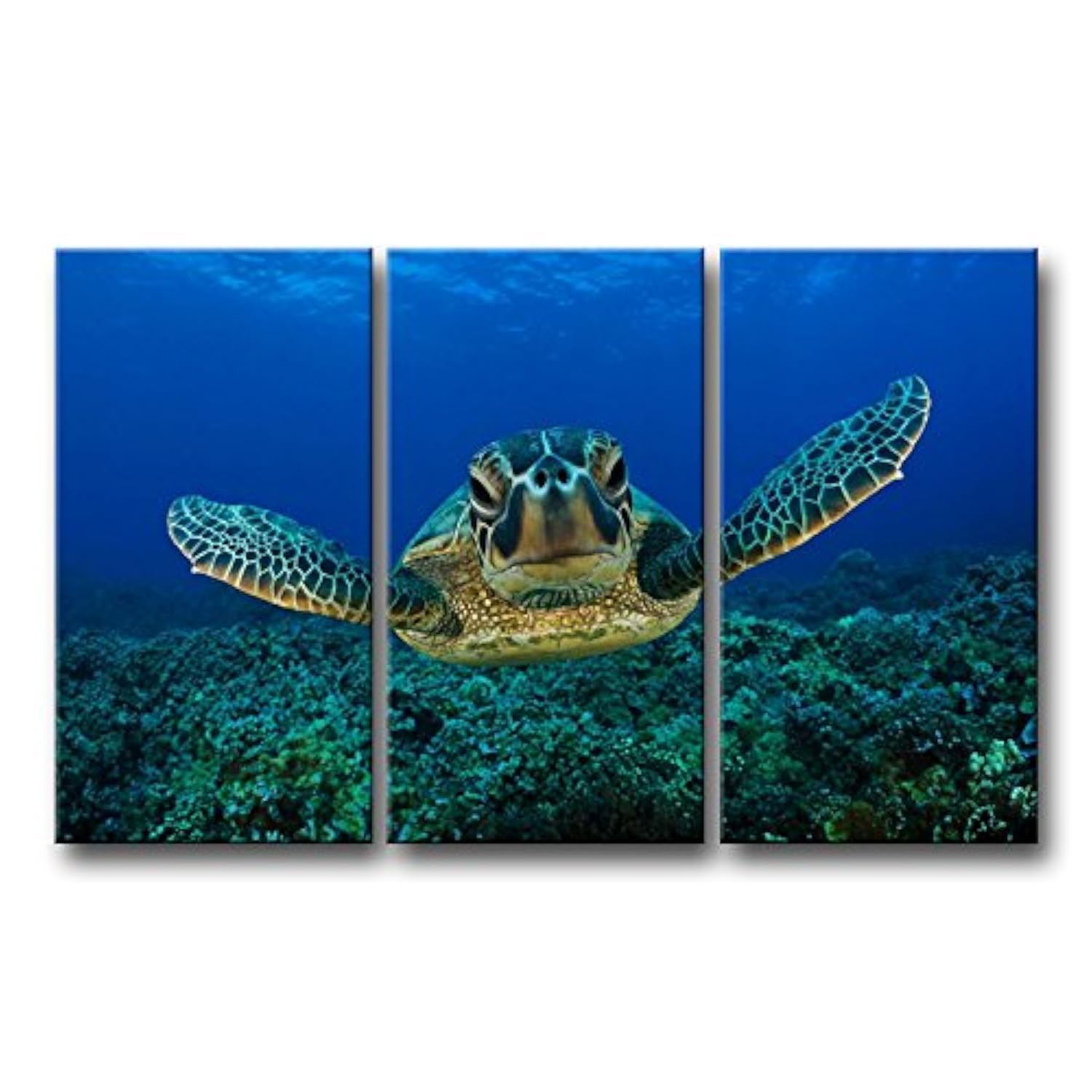 Amazon.com: Sea Turtle Wall Art Decor Turtle Animal Swimming in the ...
