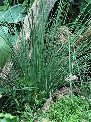Amazon.com : Perennial Farm Marketplace Juncus inflexus 'Blue Arrows ...