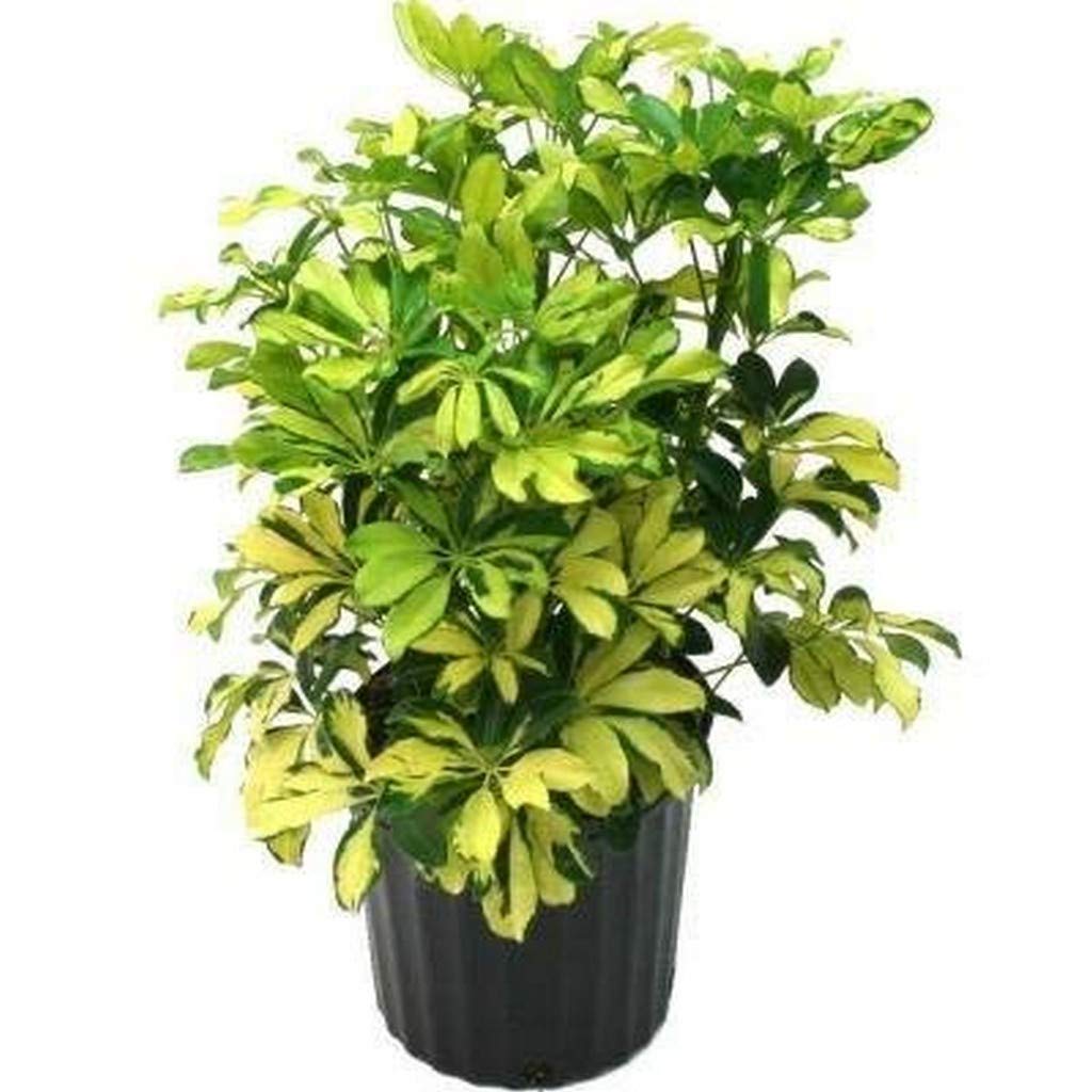 Creative Farmer Garden Live Plant Schefflera Arboricola, Dwarf Umbrella ...