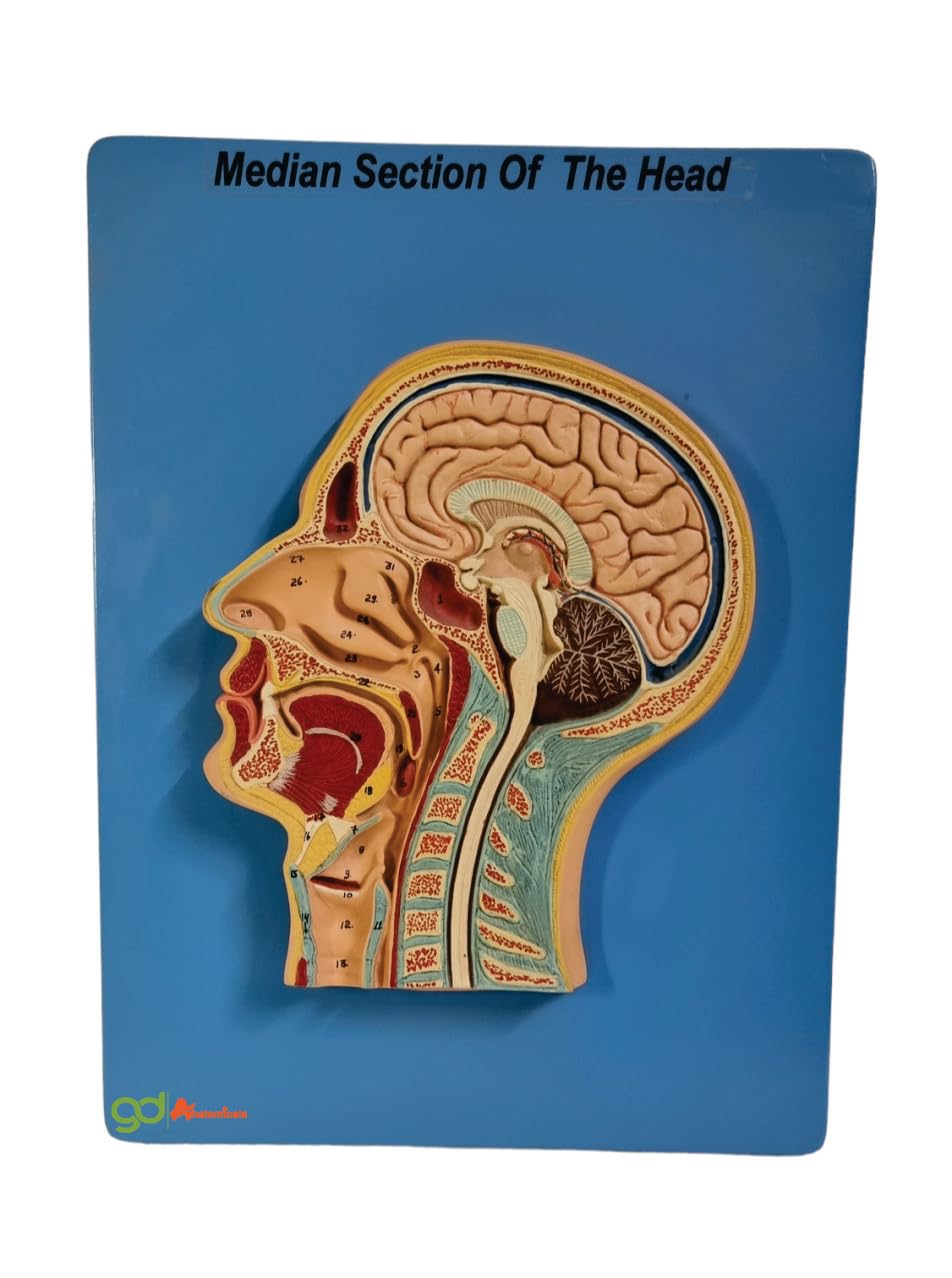 GD ANATOMICALS® Human Anatomical Half Head and Face Anatomy Model ...
