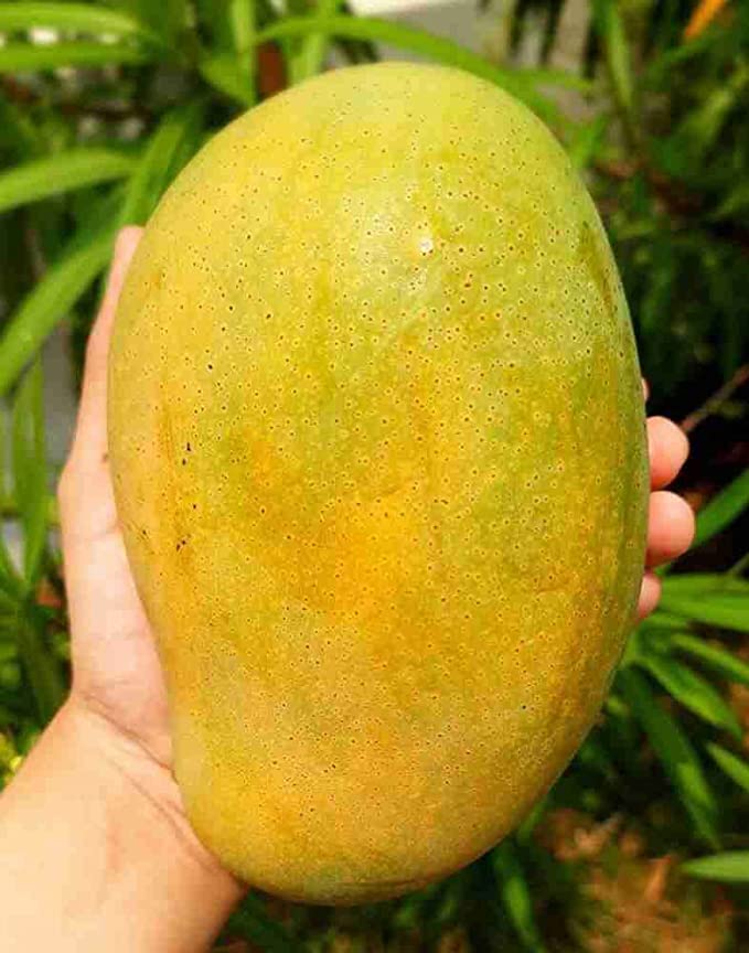 ShopCaart " Dasheri Mango " Hybrid 1 Healthy Live Plant, pack of 1 ...