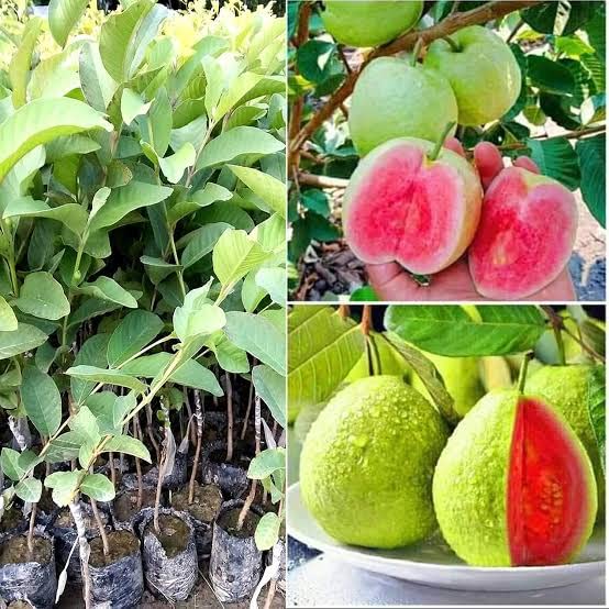 Guava Big Size Jambu sapling Piyara Amrood Amrud Hybrid Variety 1 Live ...