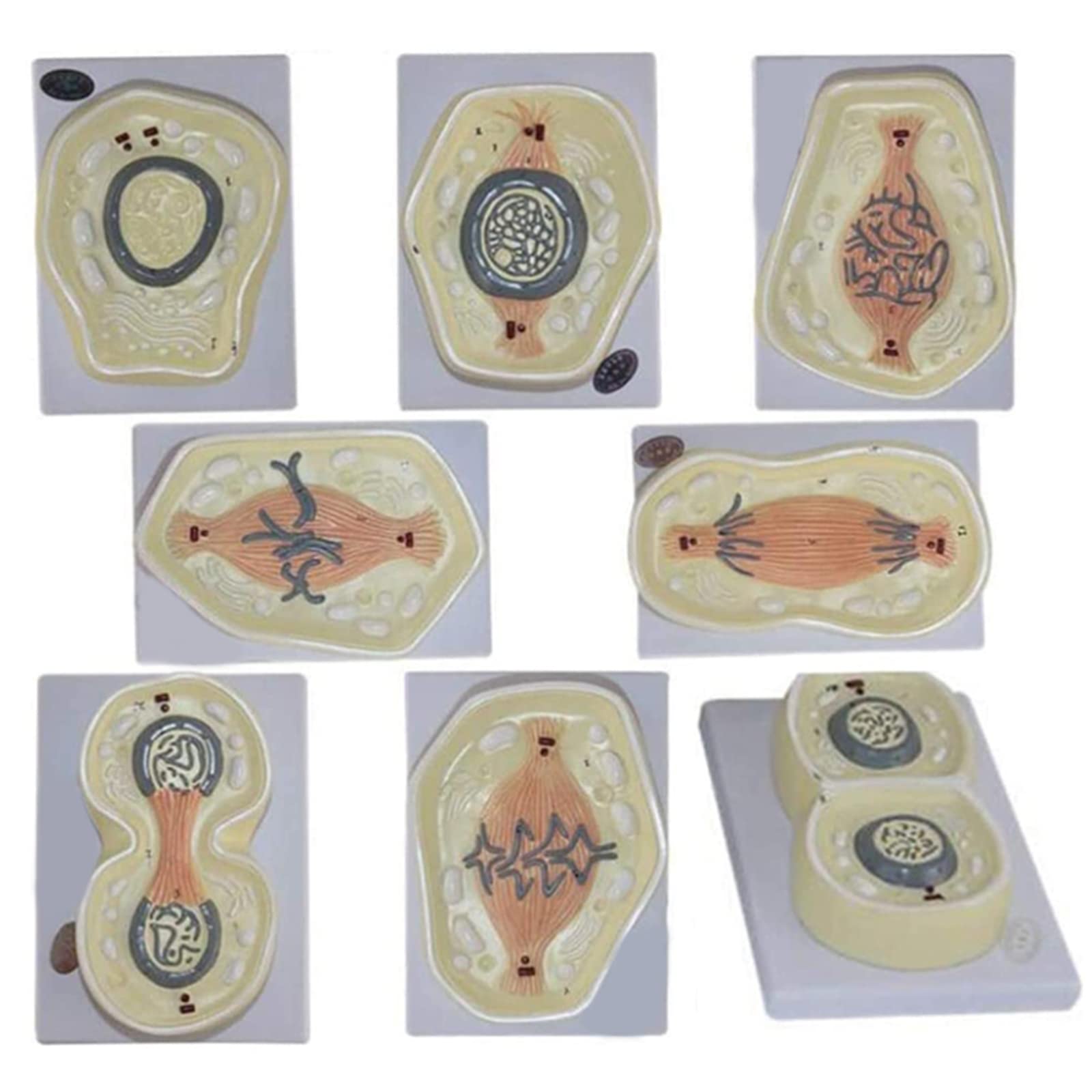 Buy AWJ Mitosis Model Biological Cell Division Stage Cell Structure ...