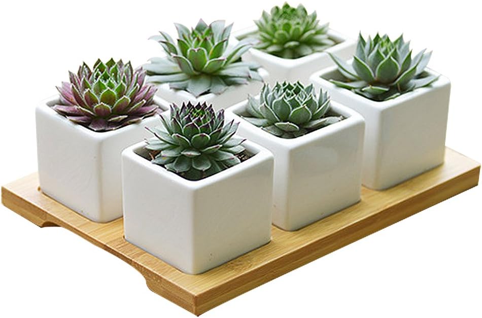Amazon.com: Dahlia Mini White Square Porcelain Succulent Planter/Plant ...