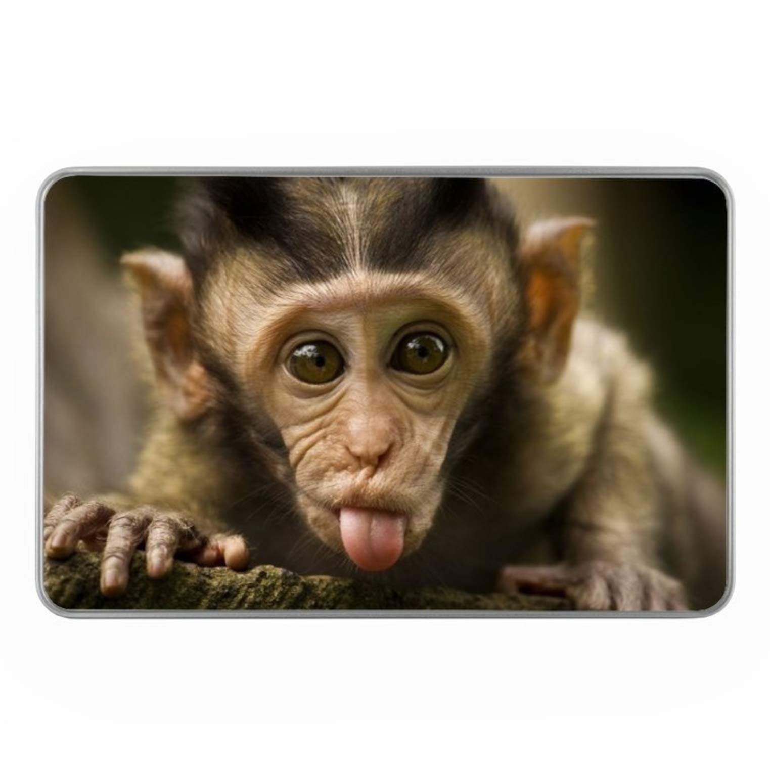 Funny Baby Monkey Pictures