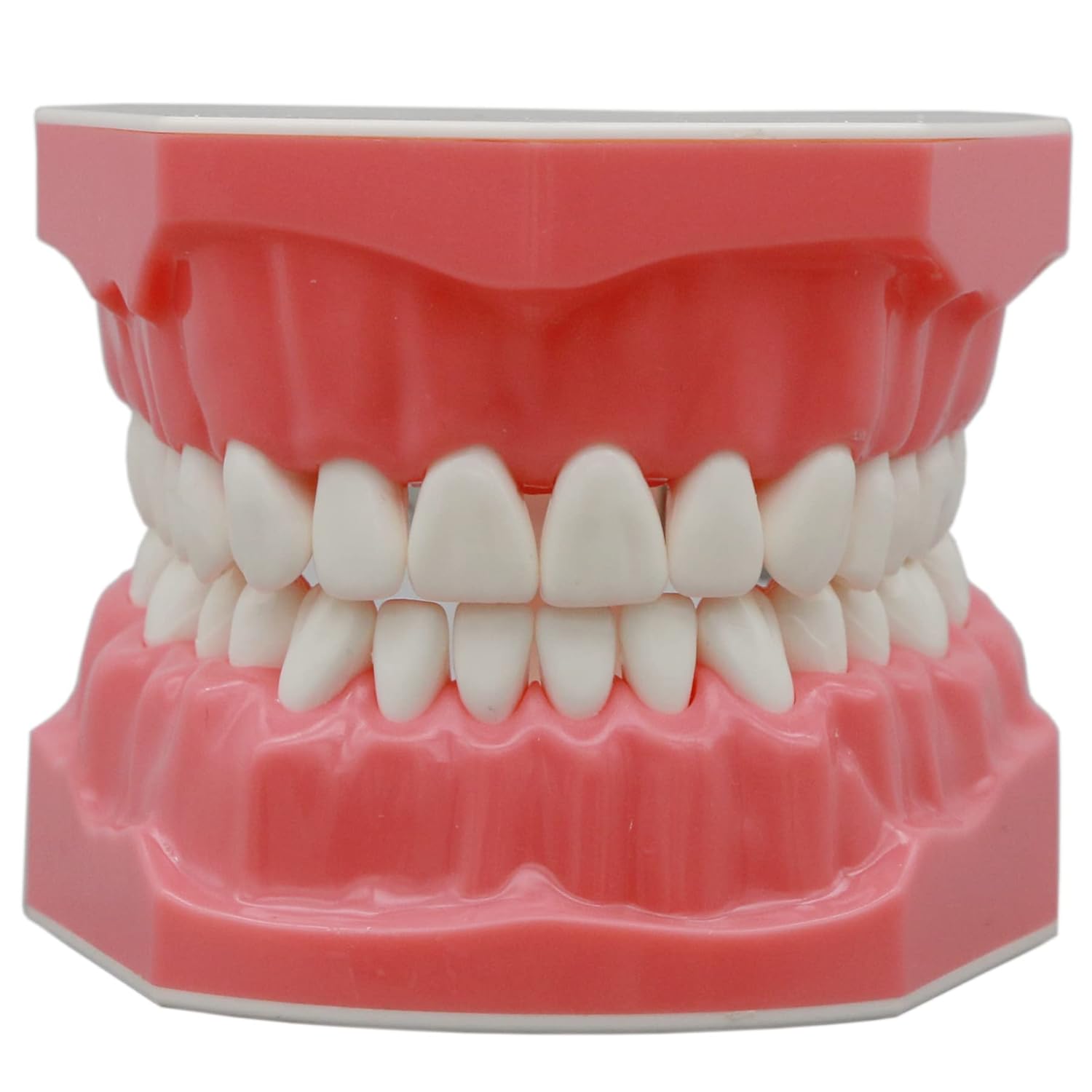 Dental Typodont Teeth Model 1:1 Brushing Flossing Practice Adult Normal ...