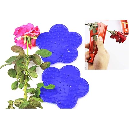 Amazon.com : Wildflower Seed & Tool Company Professional Rose Thorn ...