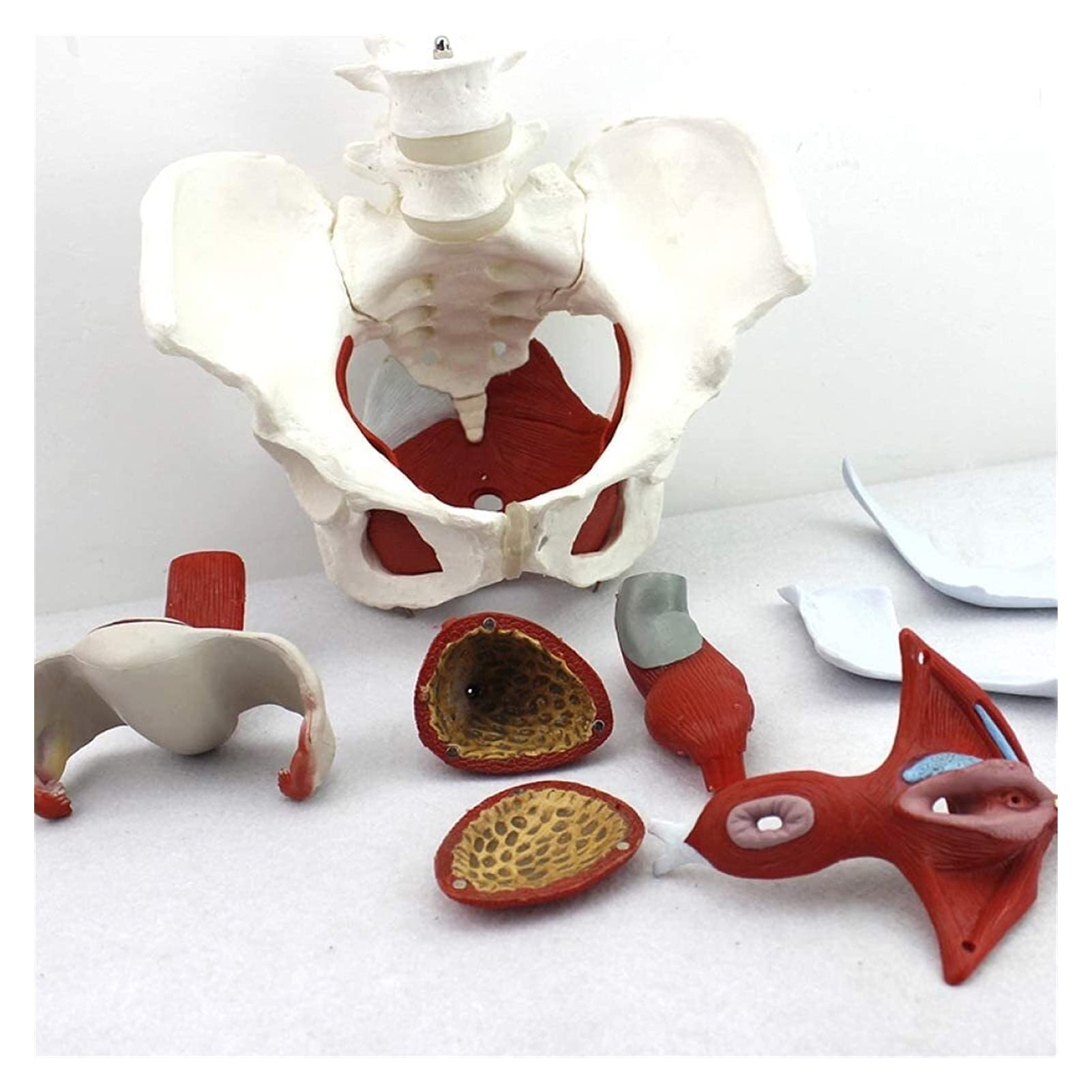 Buy organ model Female Pelvis Model- Life Size Pelvic Floor Muscle ...