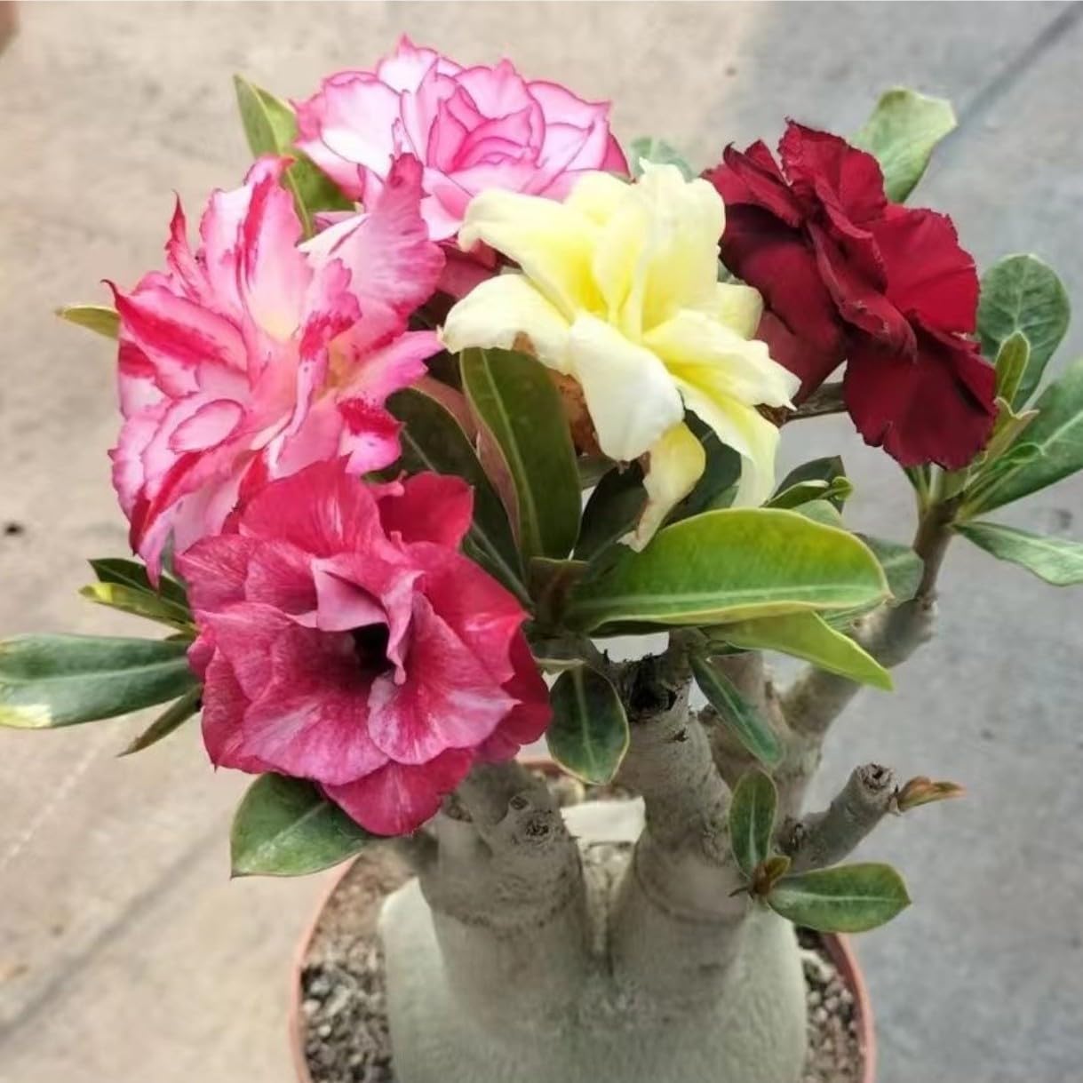 Desert Rose Plants,Adenium obesum Plants,Desert Rose Tuber,Strong ...